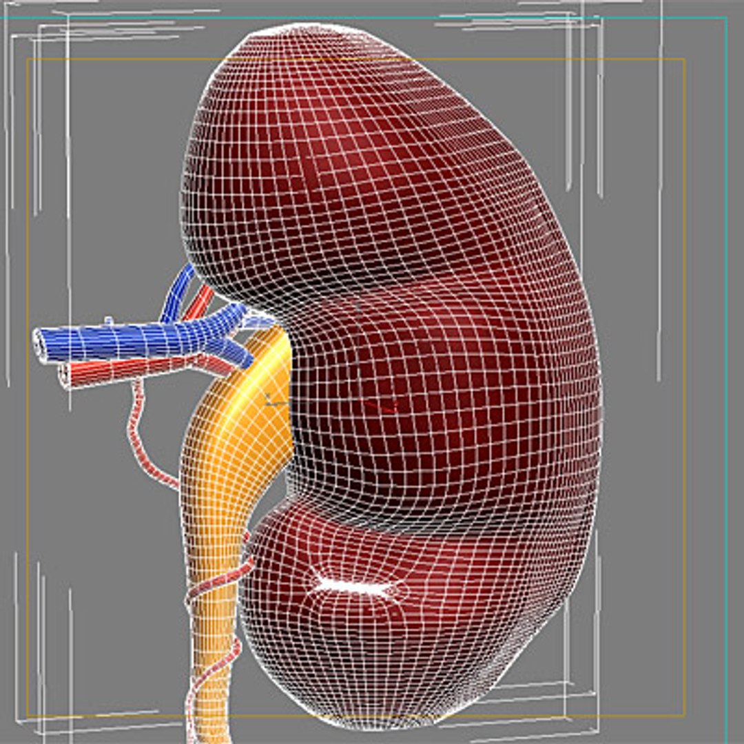Human Kidney 3d Model