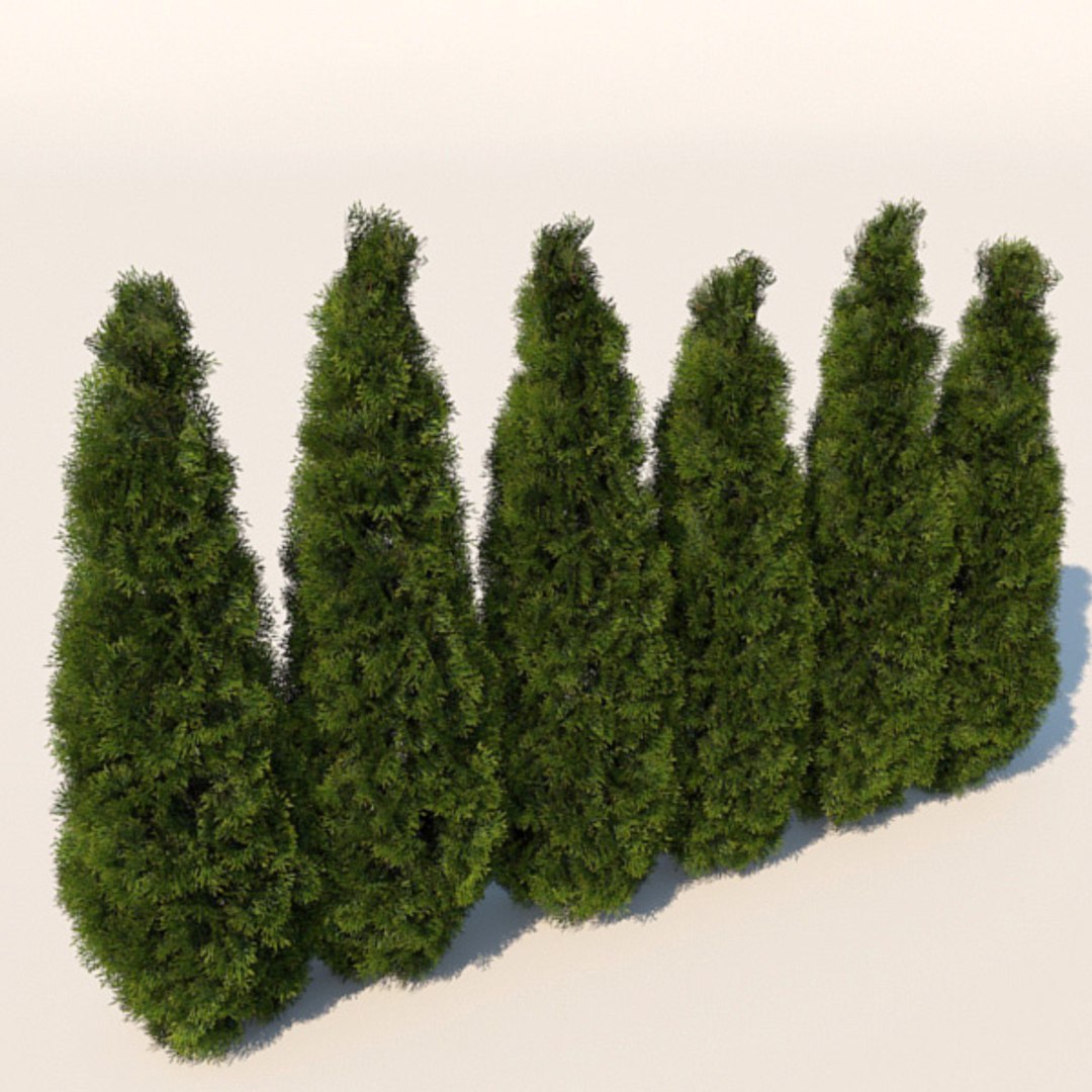Cedar Bushes Plants 3d Model