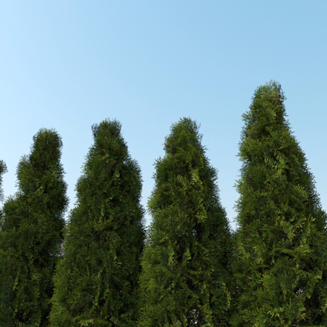 Cedar Bushes Plants 3d Model