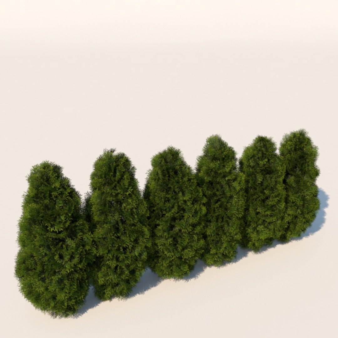 Cedar Bushes Plants 3d Model