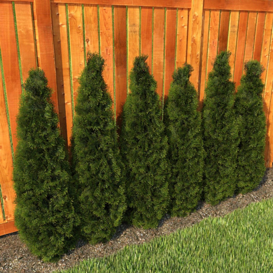 Cedar Bushes Plants 3d Model
