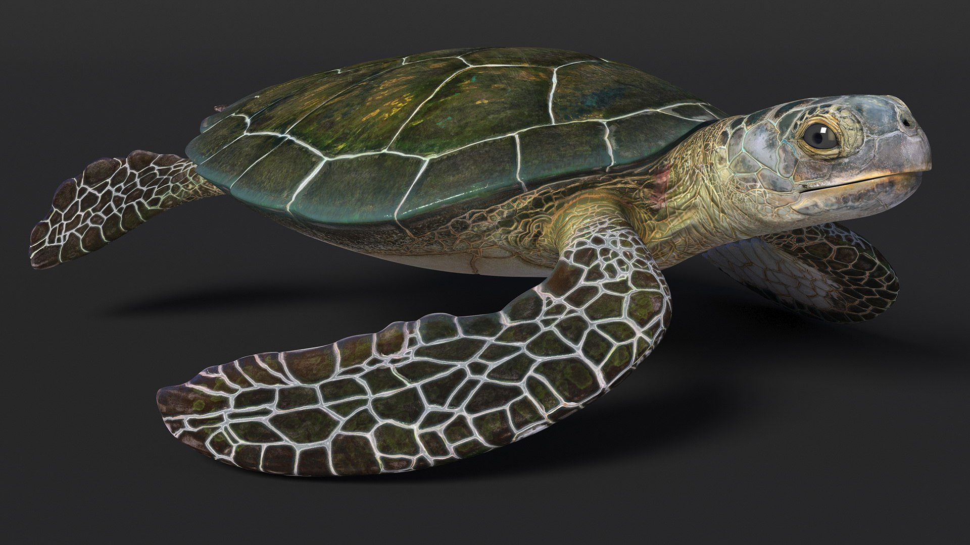 Realistic Green Sea Turtle 3D - TurboSquid 2191742
