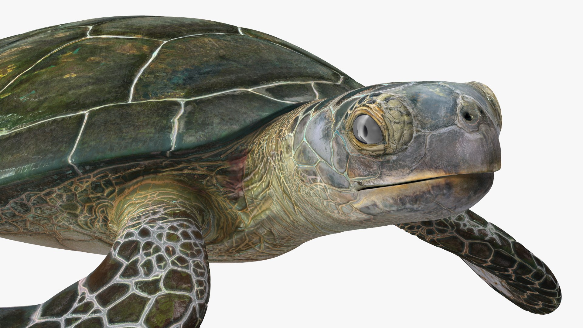 Realistic Green Sea Turtle 3D - TurboSquid 2191742