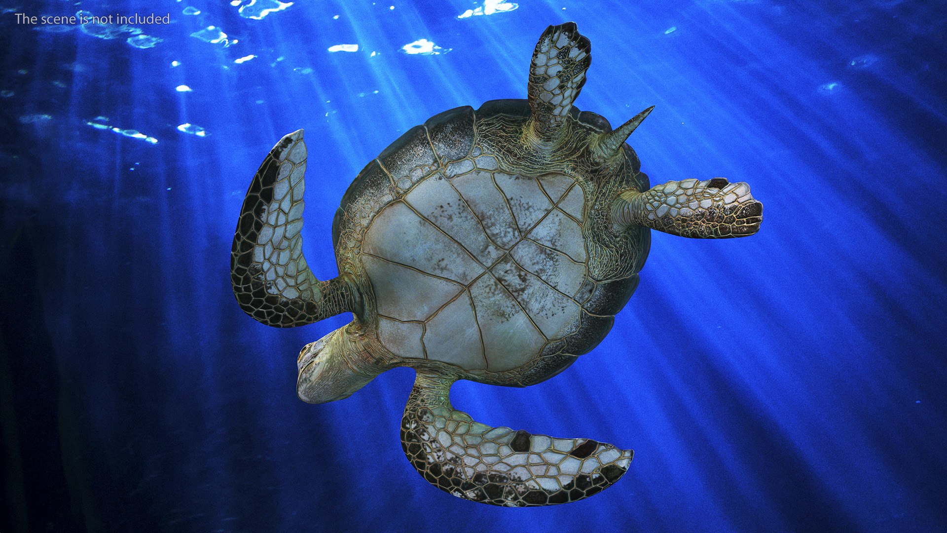 Realistic Green Sea Turtle 3D - TurboSquid 2191742
