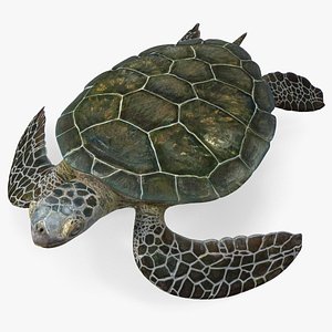 Sea Turtle 3D Models for Download | TurboSquid