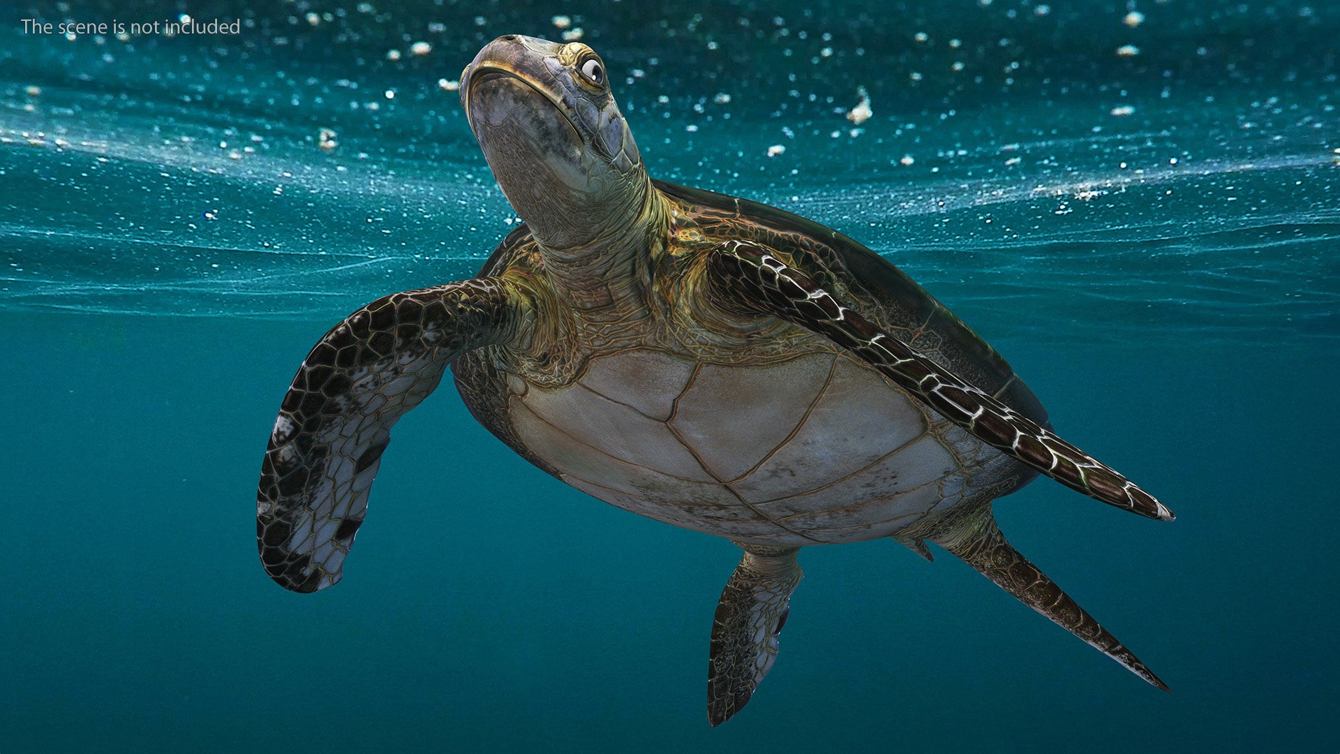 Realistic Green Sea Turtle 3D - TurboSquid 2191742