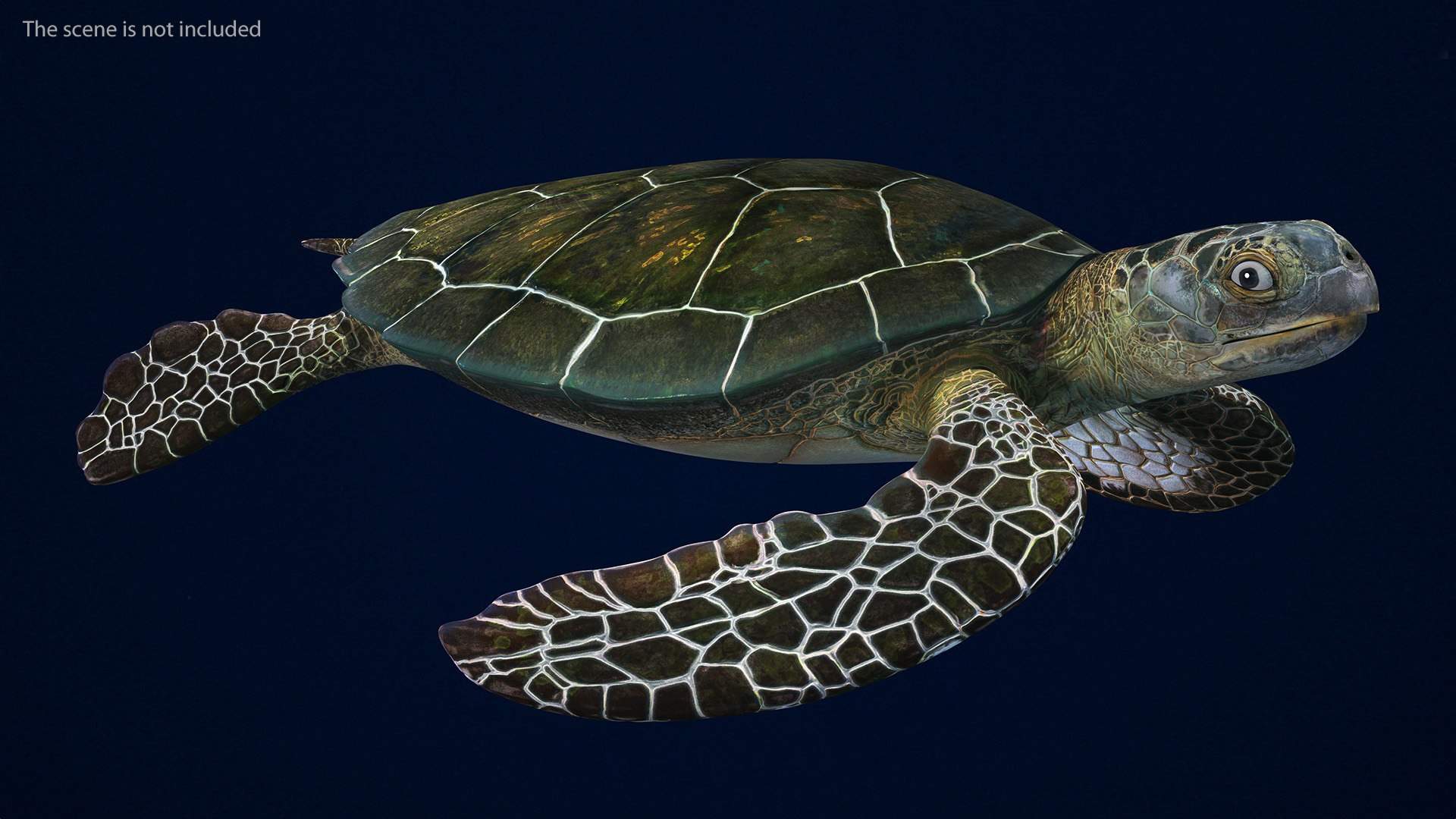 Realistic Green Sea Turtle 3D - TurboSquid 2191742
