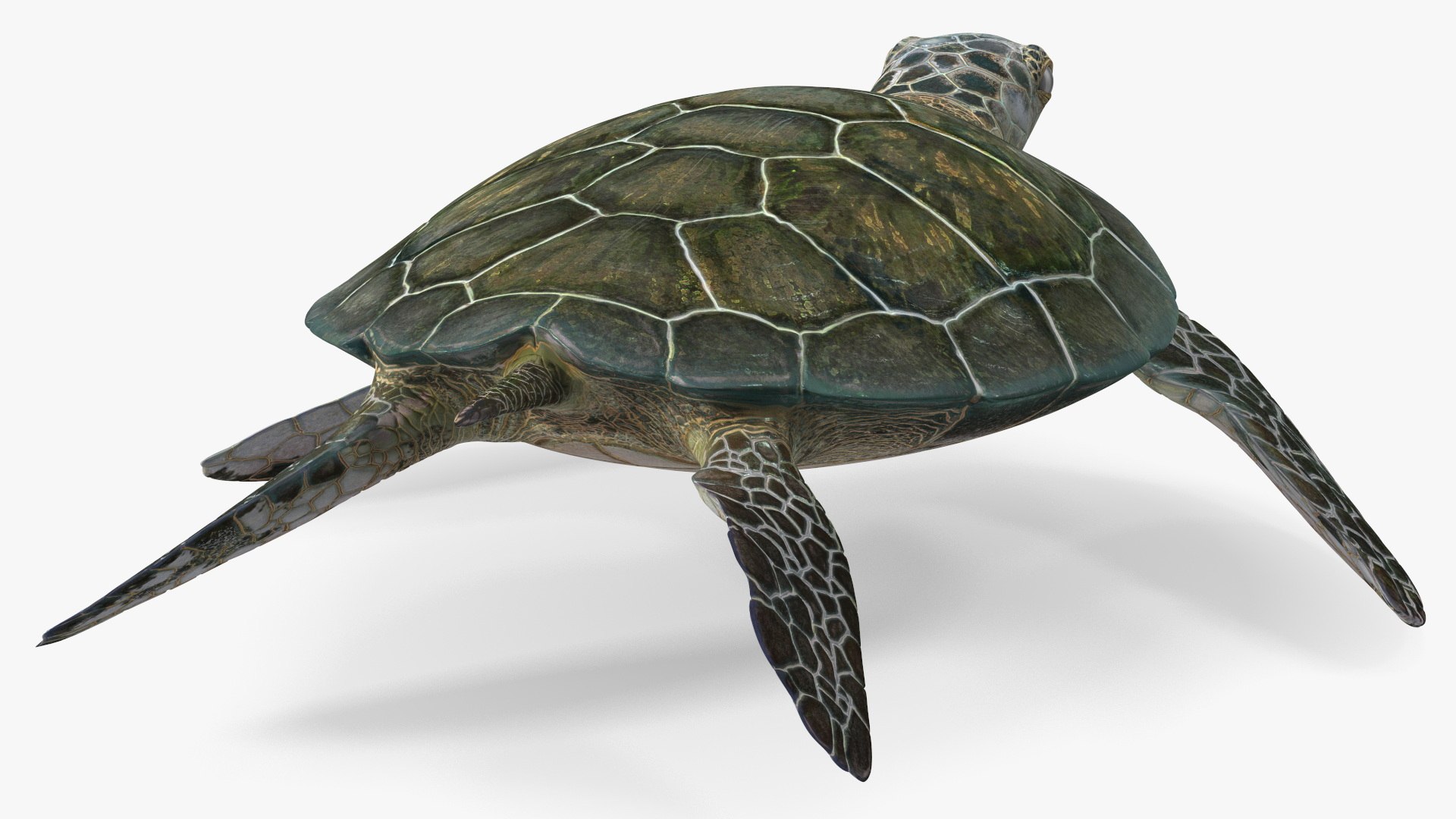 Realistic Green Sea Turtle 3D - TurboSquid 2191742