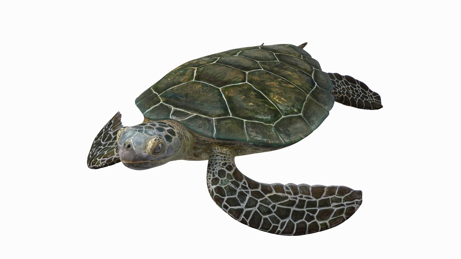 Realistic Green Sea Turtle 3D - TurboSquid 2191742