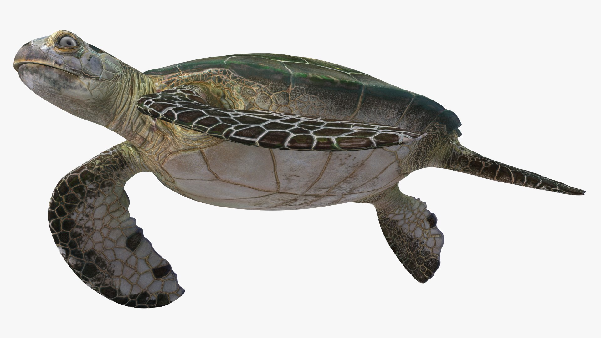 Realistic Green Sea Turtle 3D - TurboSquid 2191742