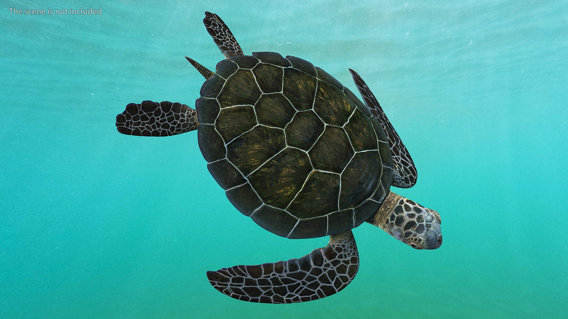 Realistic Green Sea Turtle 3D - TurboSquid 2191742