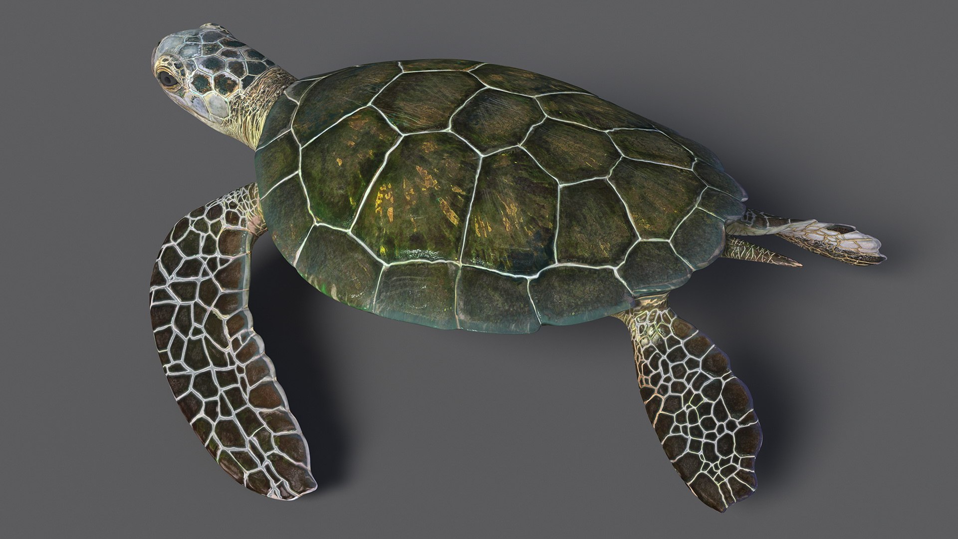 Realistic Green Sea Turtle 3D - TurboSquid 2191742