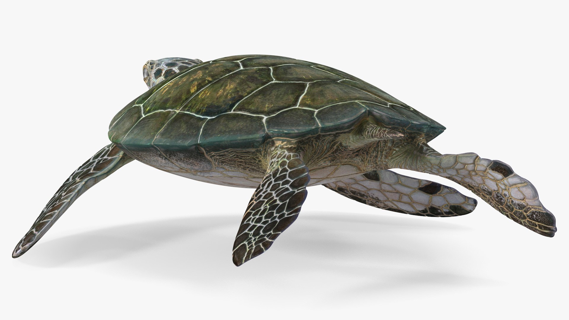 Realistic Green Sea Turtle 3D - TurboSquid 2191742