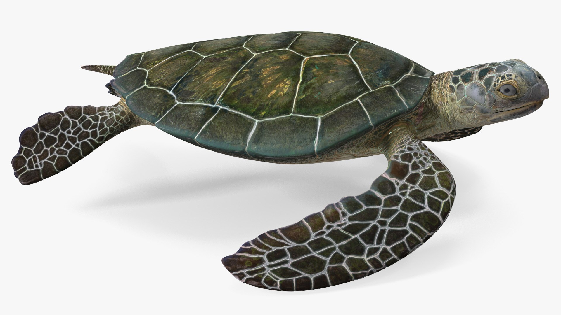 Realistic Green Sea Turtle 3D - TurboSquid 2191742