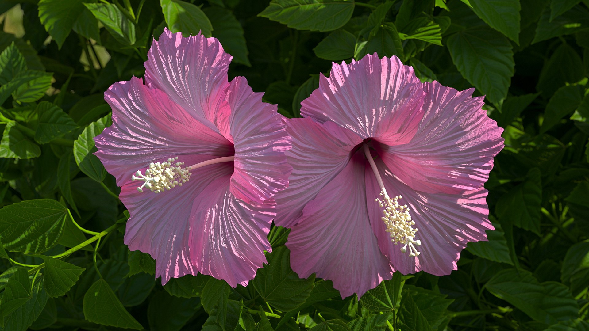 3D Blooming Hibiscus Bush Pink Model - TurboSquid 1655166