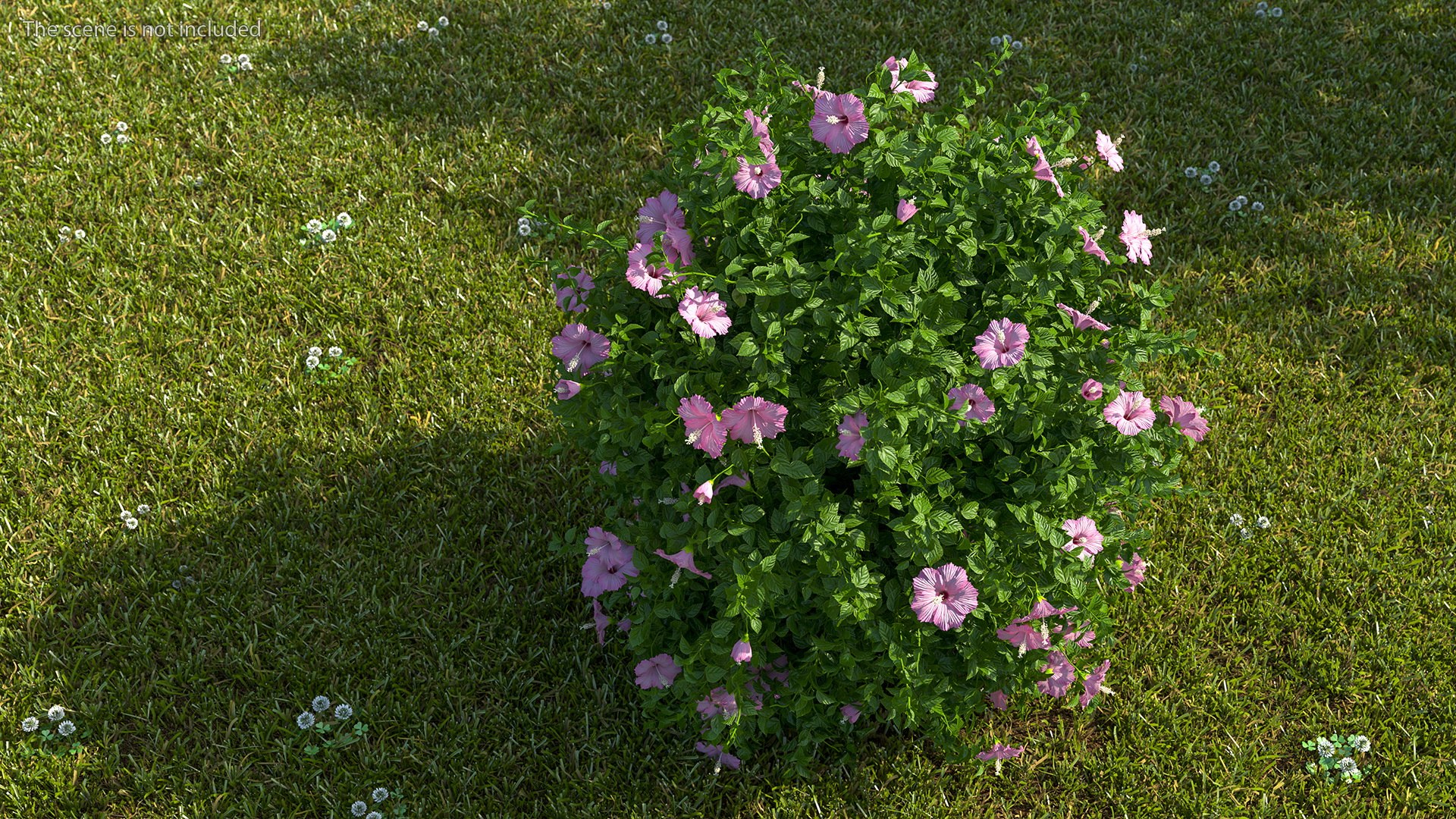 3D Blooming Hibiscus Bush Pink Model - TurboSquid 1655166