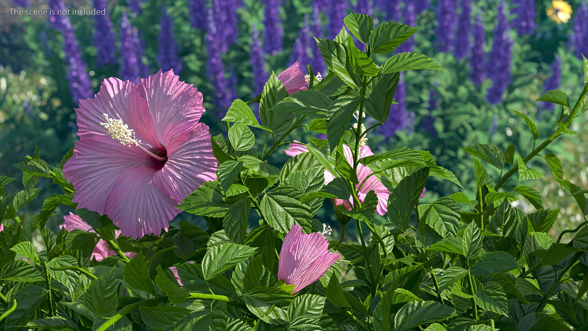 3D Blooming Hibiscus Bush Pink Model - TurboSquid 1655166