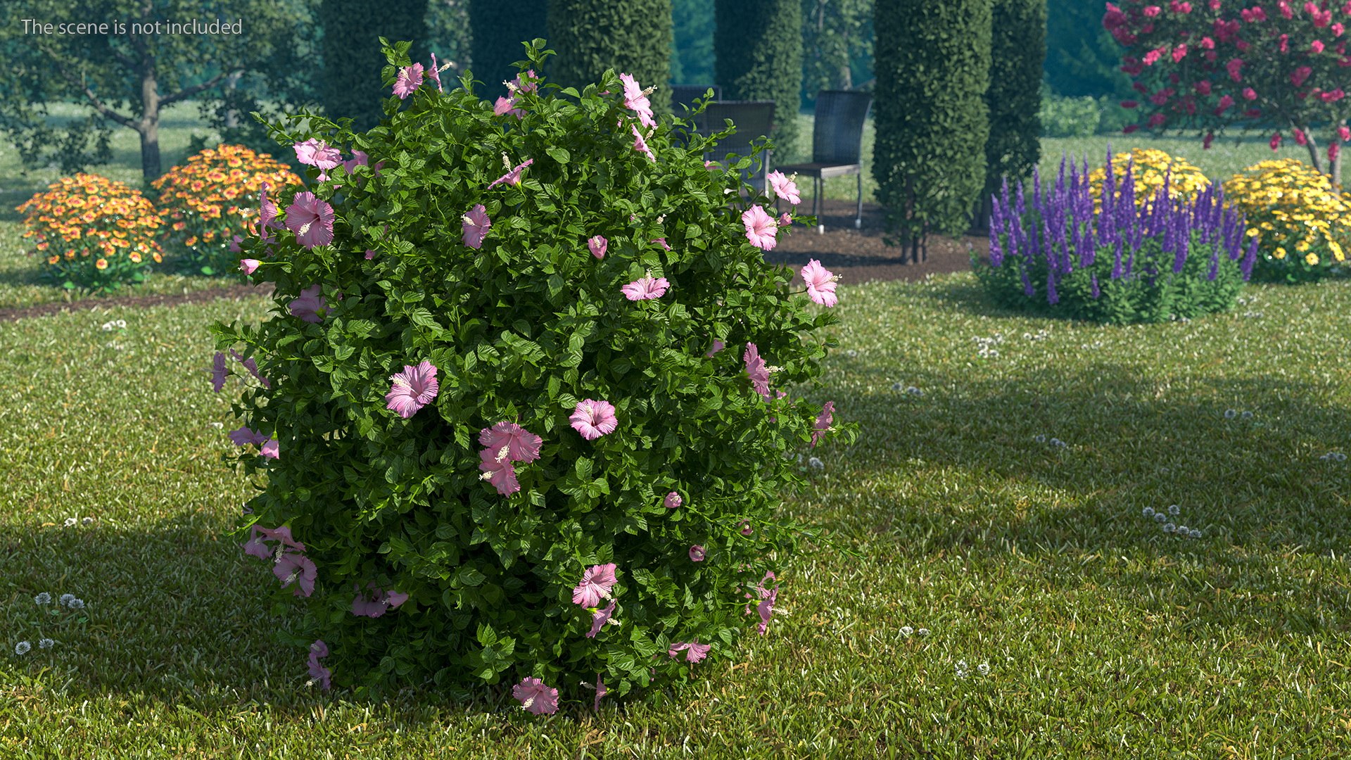 3D Blooming Hibiscus Bush Pink Model - TurboSquid 1655166