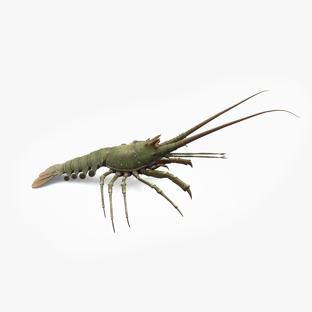 Lobster 3d Model