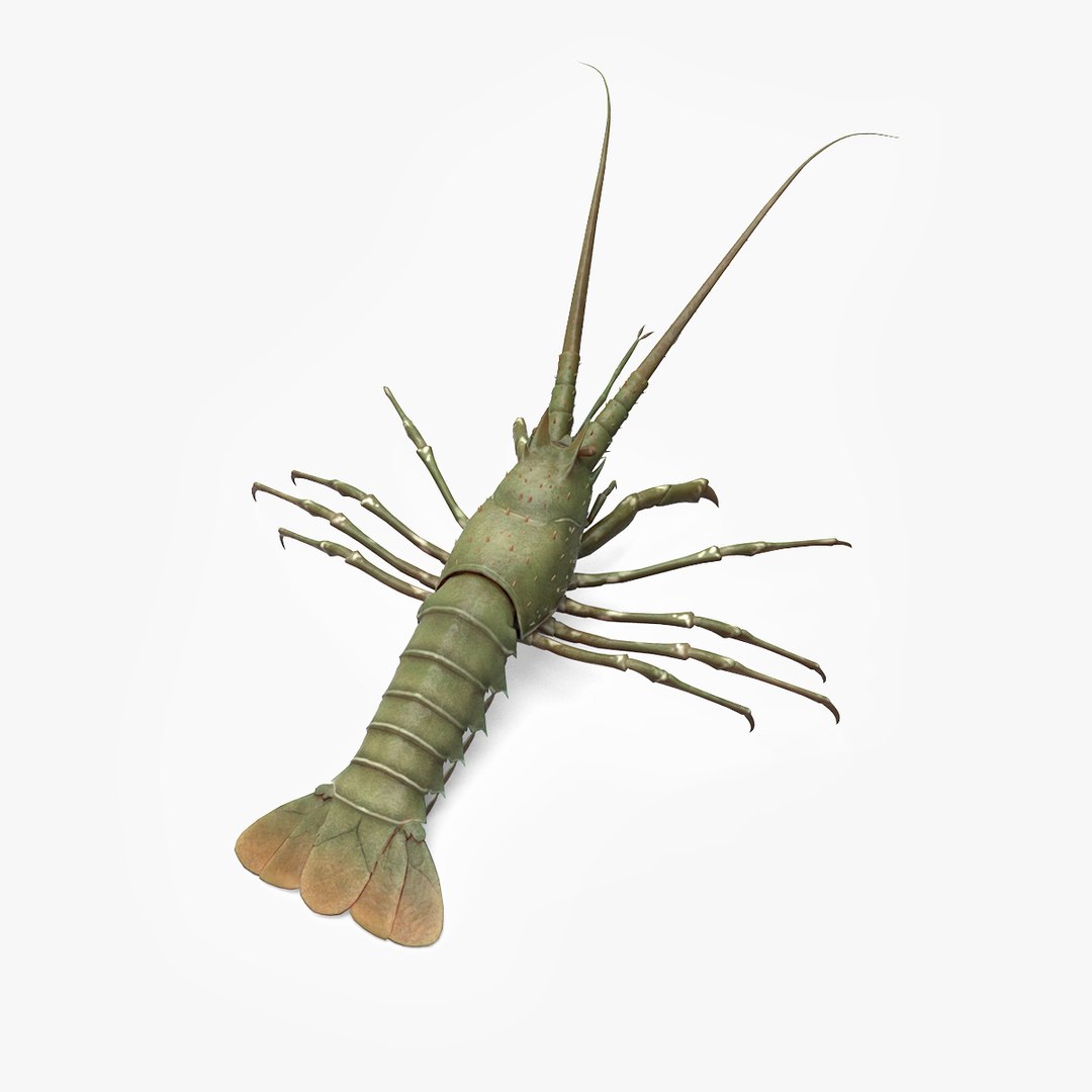 Lobster 3d Model