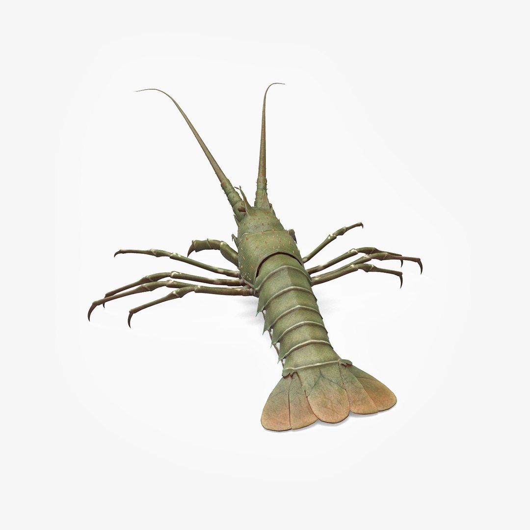 Lobster 3d Model