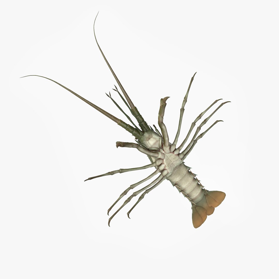 Lobster 3d Model