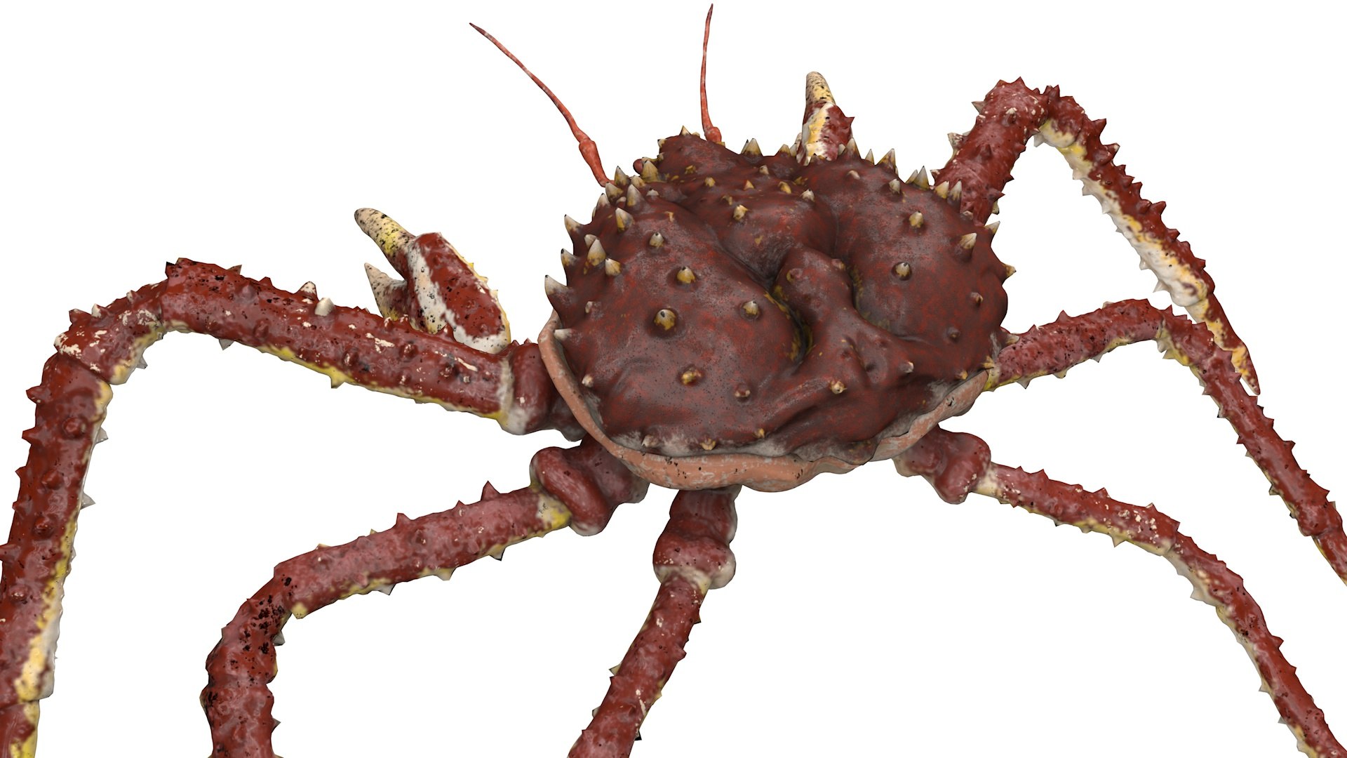3D King Crab Rigged - TurboSquid 1325297