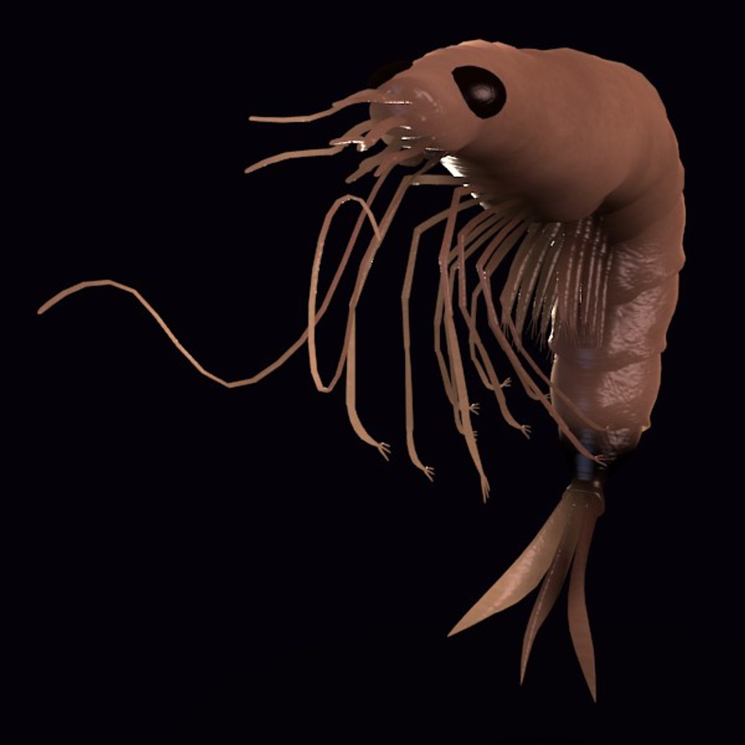 Deepwater Shrimp 3d 3ds