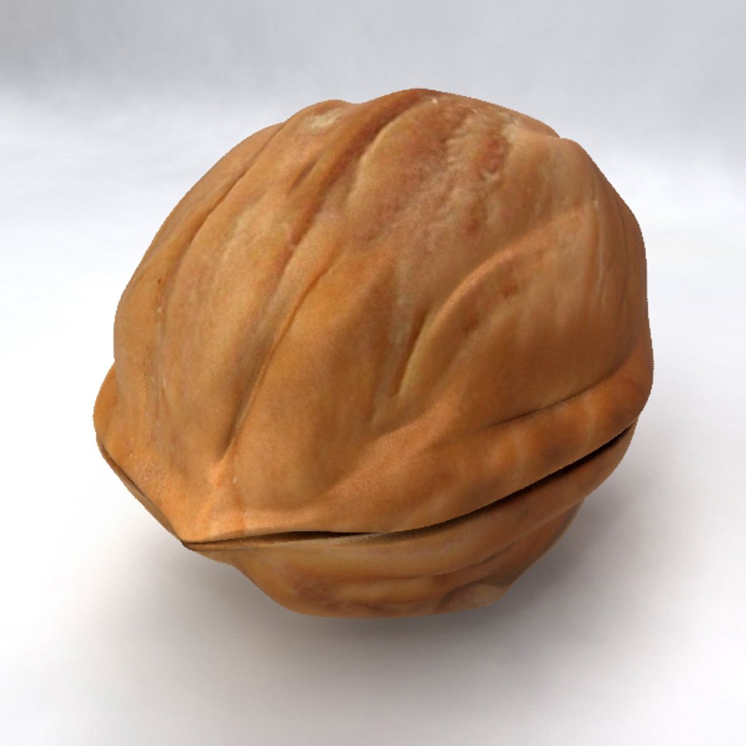 3d Model Walnut Nut