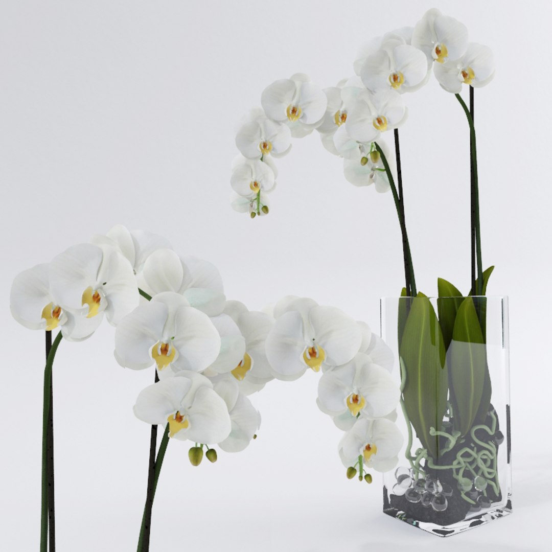 3d Model Realistic Orchids