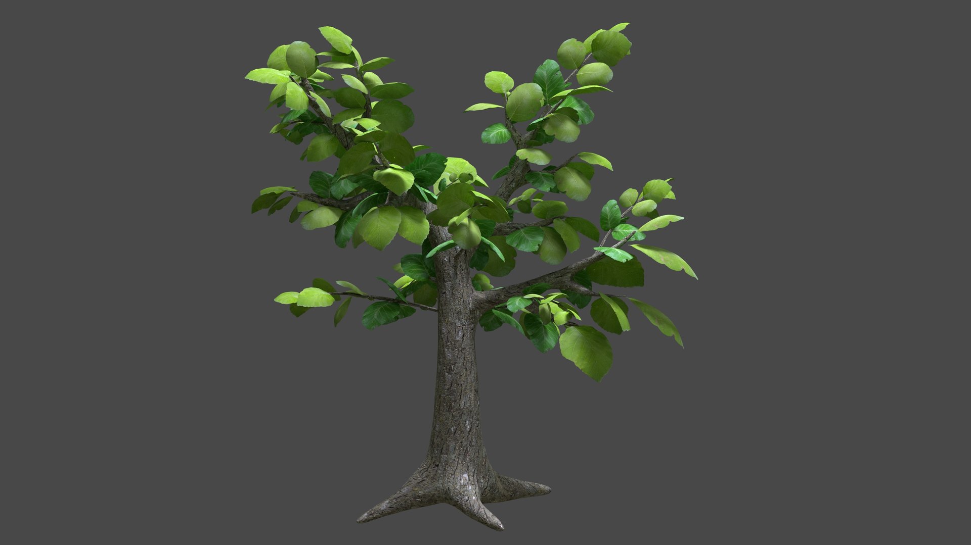 3D Sagwan Tree - TurboSquid 1603346