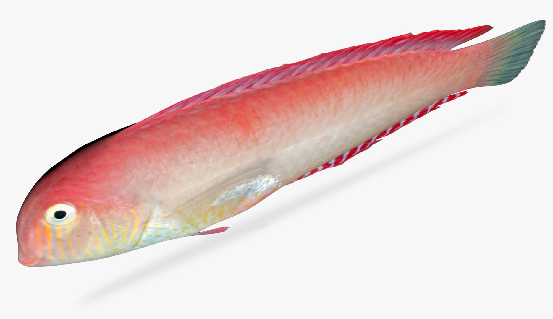3D Pearly Razorfish - TurboSquid 1296687