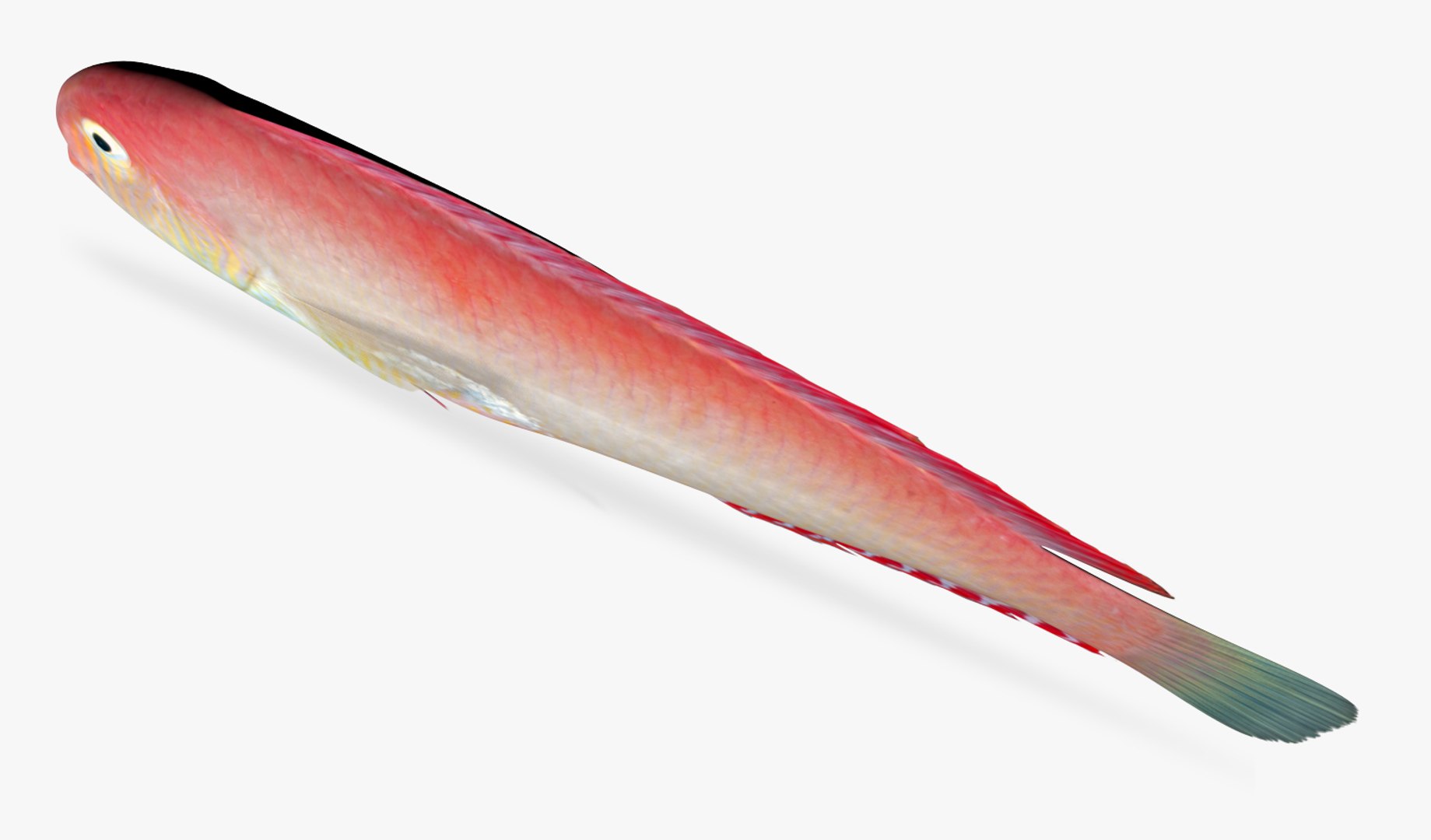 3D Pearly Razorfish - TurboSquid 1296687