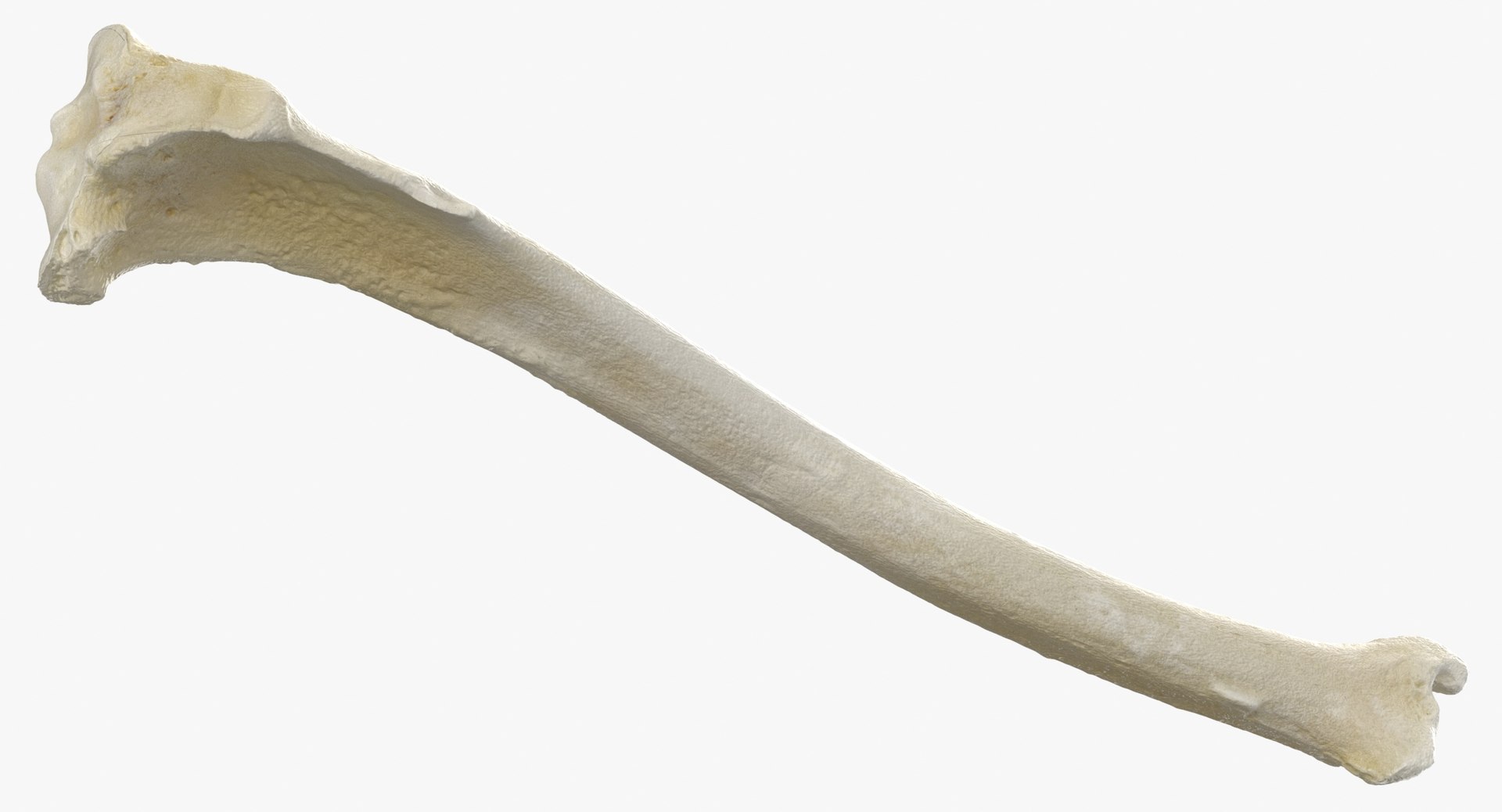 3D Model Domestic Dog Tibia Bone - TurboSquid 1577822