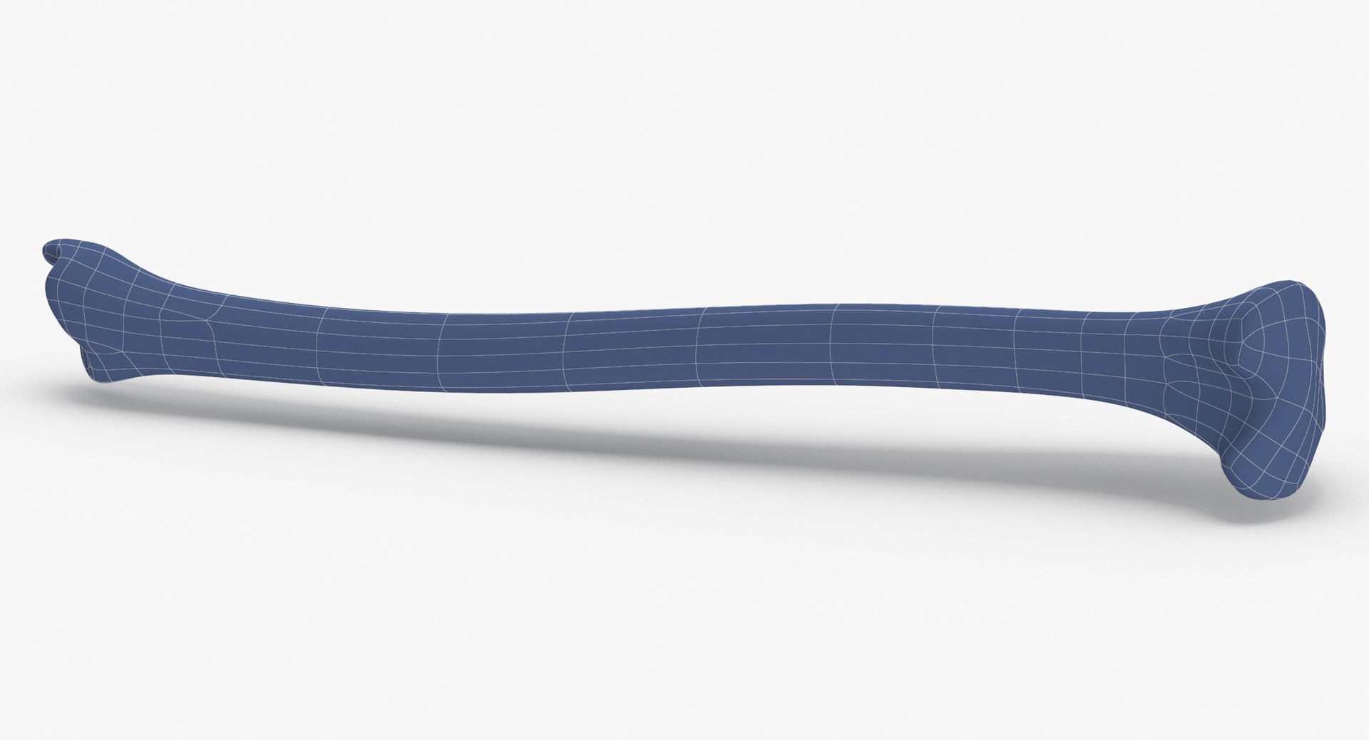 3D Model Domestic Dog Tibia Bone - TurboSquid 1577822