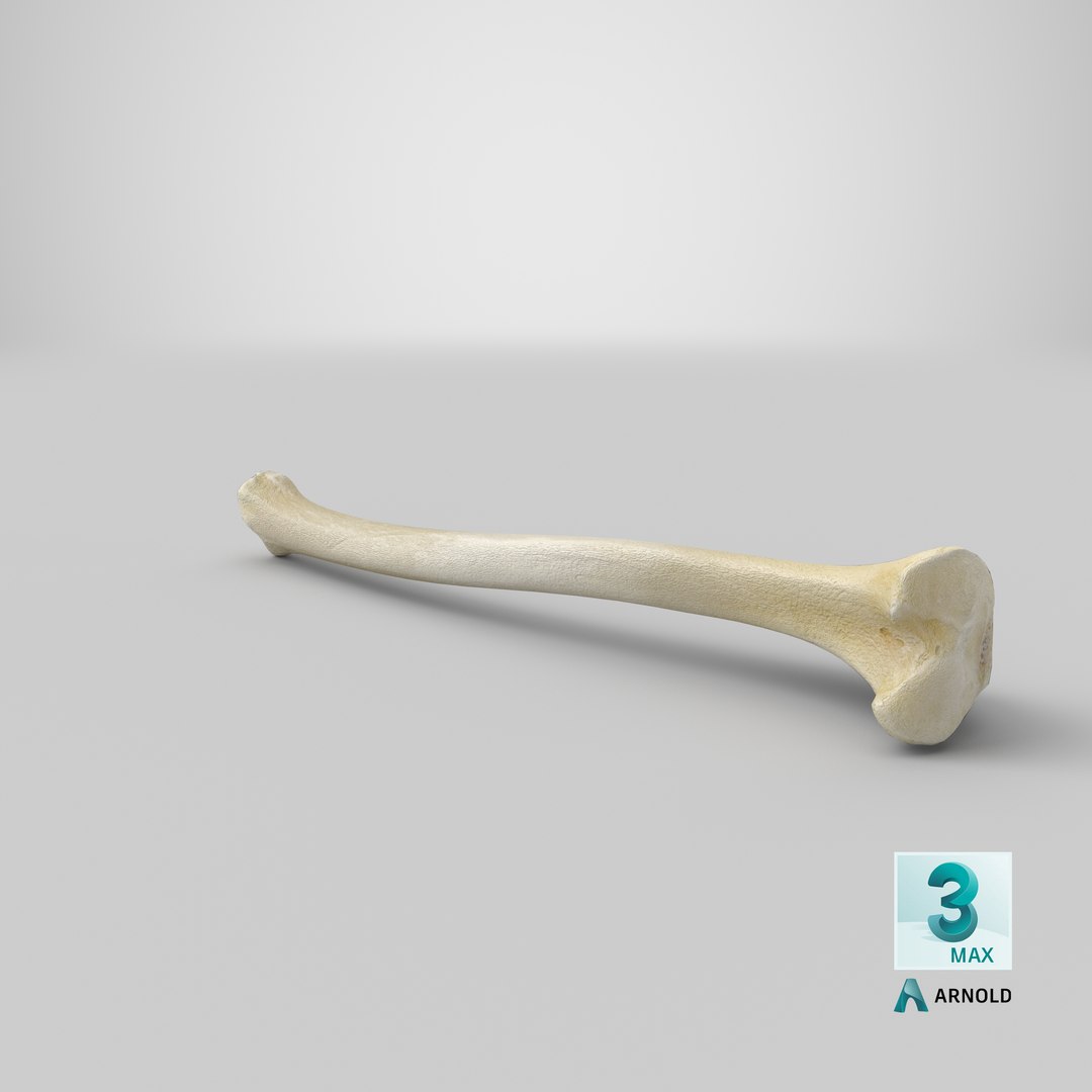 3D model domestic dog tibia bone - TurboSquid 1577822