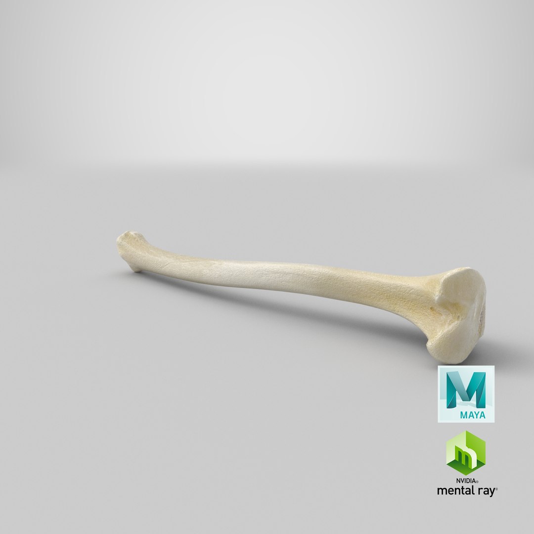 3D model domestic dog tibia bone - TurboSquid 1577822