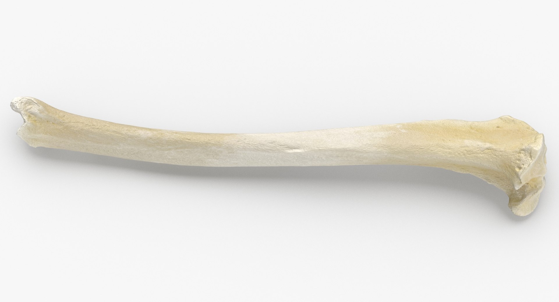 3D Model Domestic Dog Tibia Bone - TurboSquid 1577822