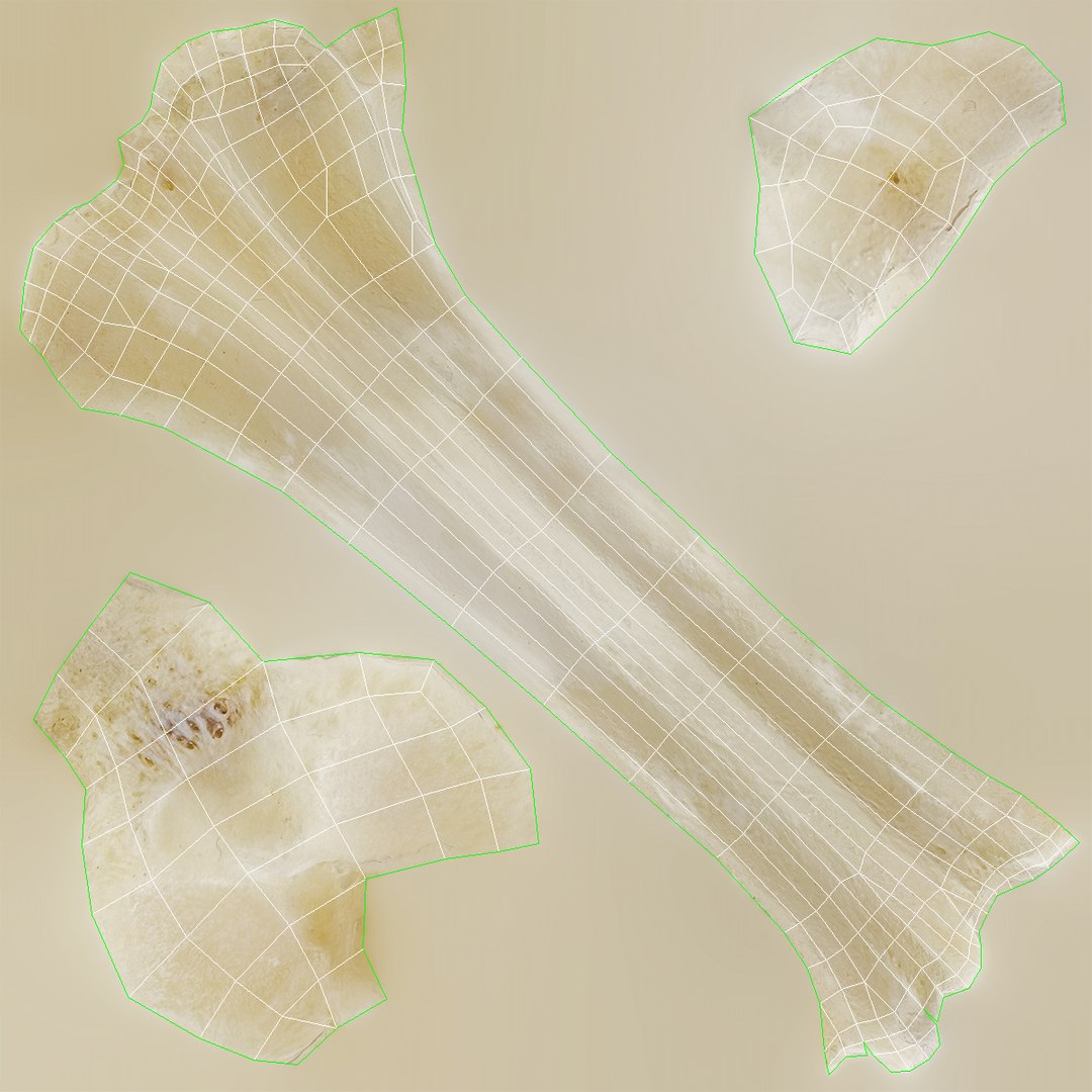 3D Model Domestic Dog Tibia Bone - TurboSquid 1577822