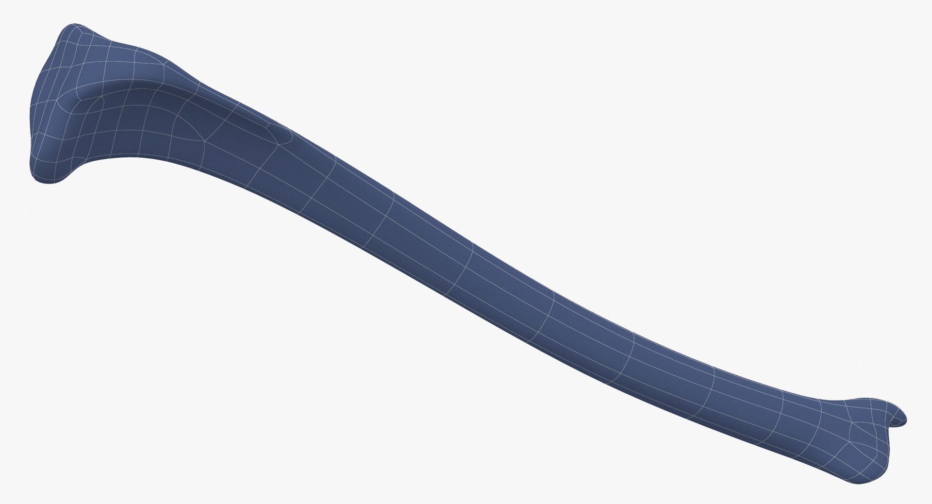 3D Model Domestic Dog Tibia Bone - TurboSquid 1577822