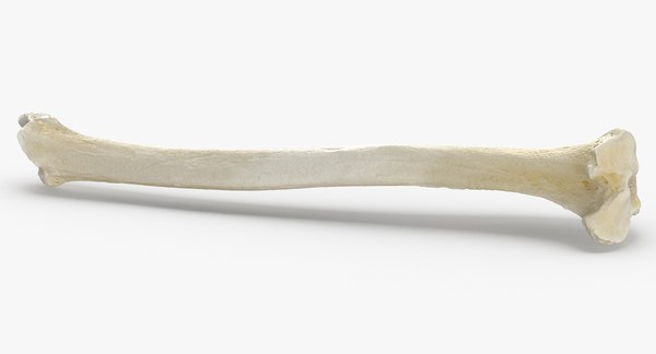 modelo 3d Tibia hueso de perro doméstico real 01 - TurboSquid 1577822