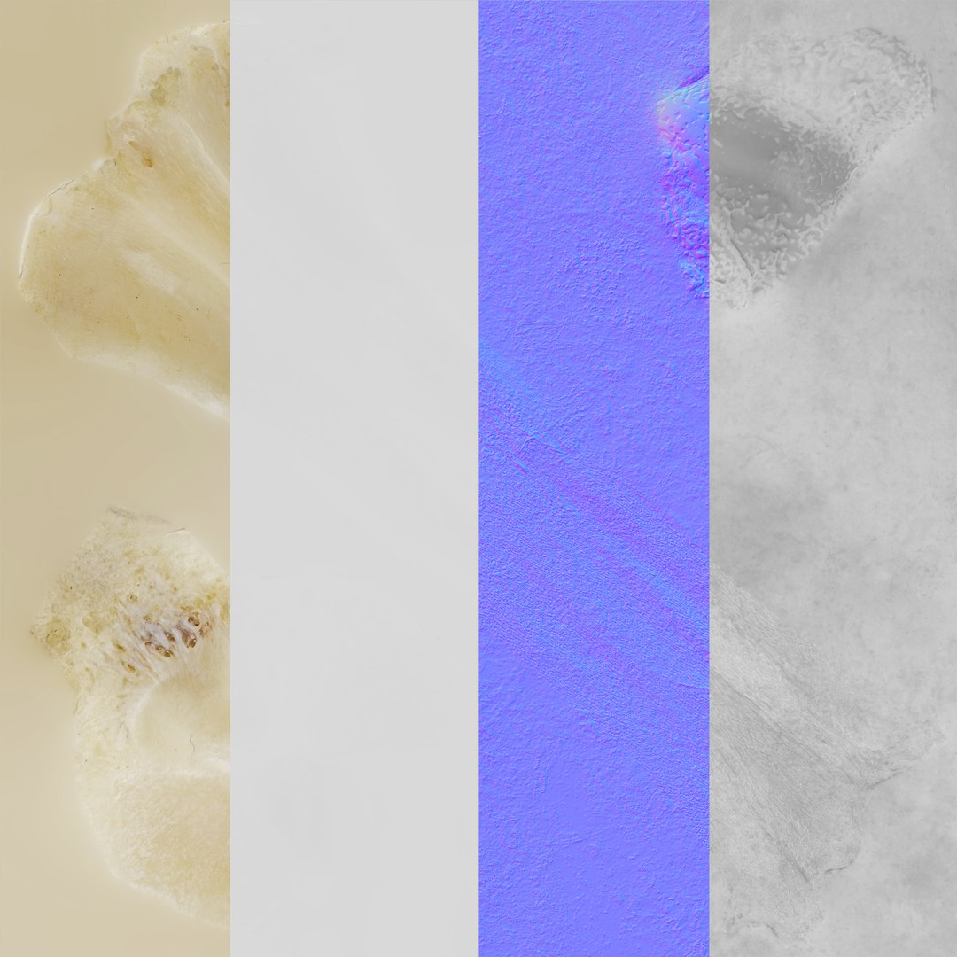 3D Model Domestic Dog Tibia Bone - TurboSquid 1577822