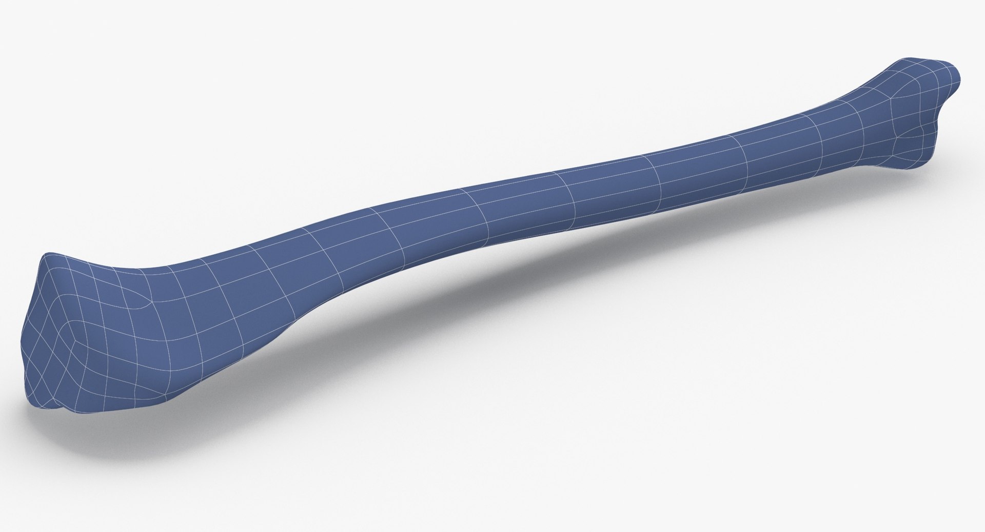 3D Model Domestic Dog Tibia Bone - TurboSquid 1577822