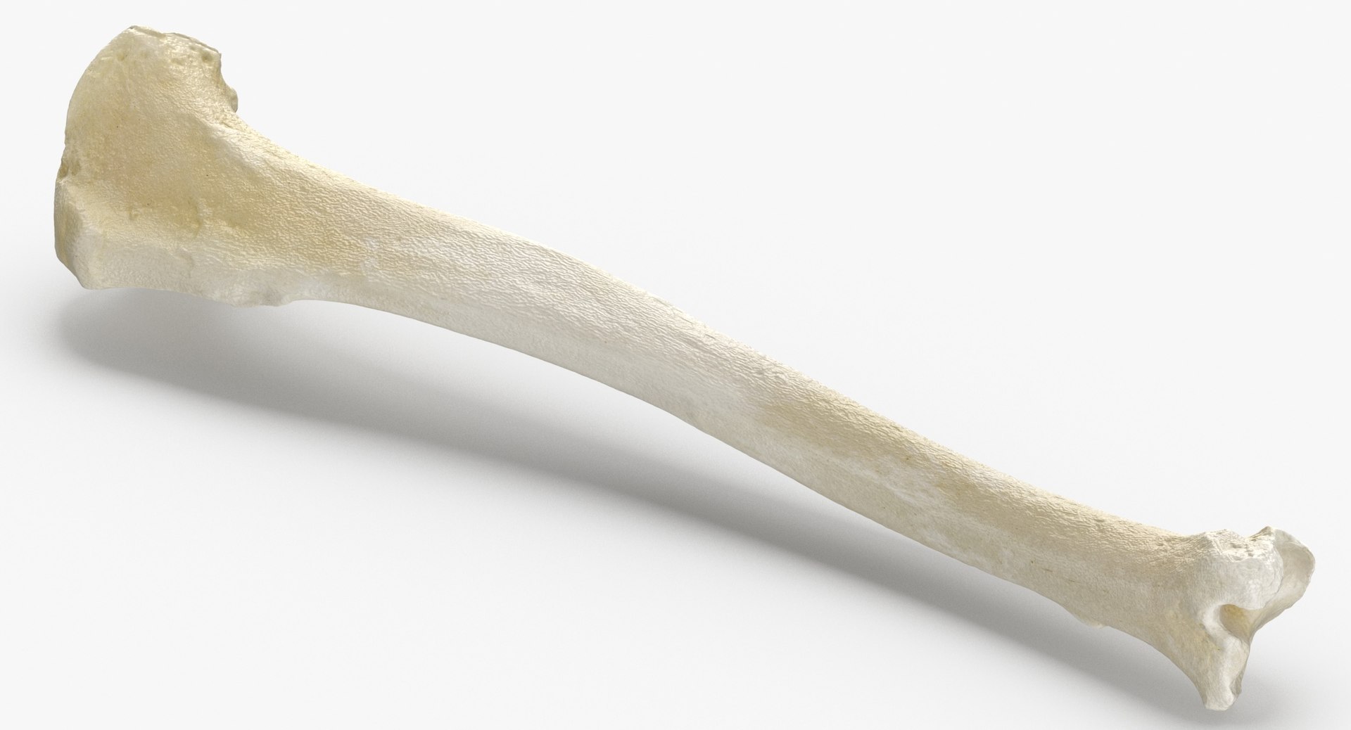 3D Model Domestic Dog Tibia Bone - TurboSquid 1577822