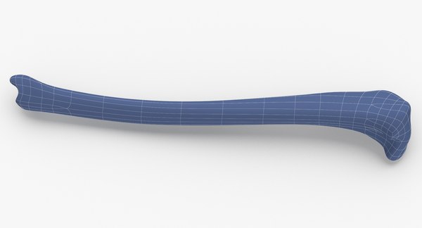 modelo 3d Tibia hueso de perro doméstico real 01 - TurboSquid 1577822
