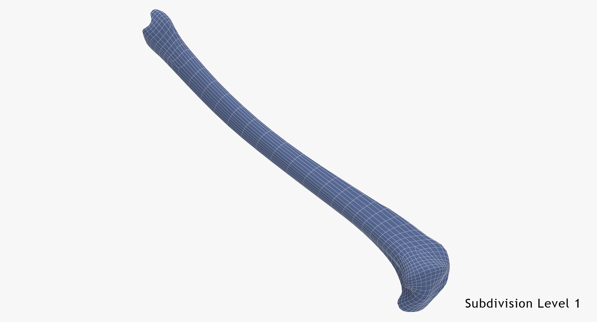 3D Model Domestic Dog Tibia Bone - TurboSquid 1577822