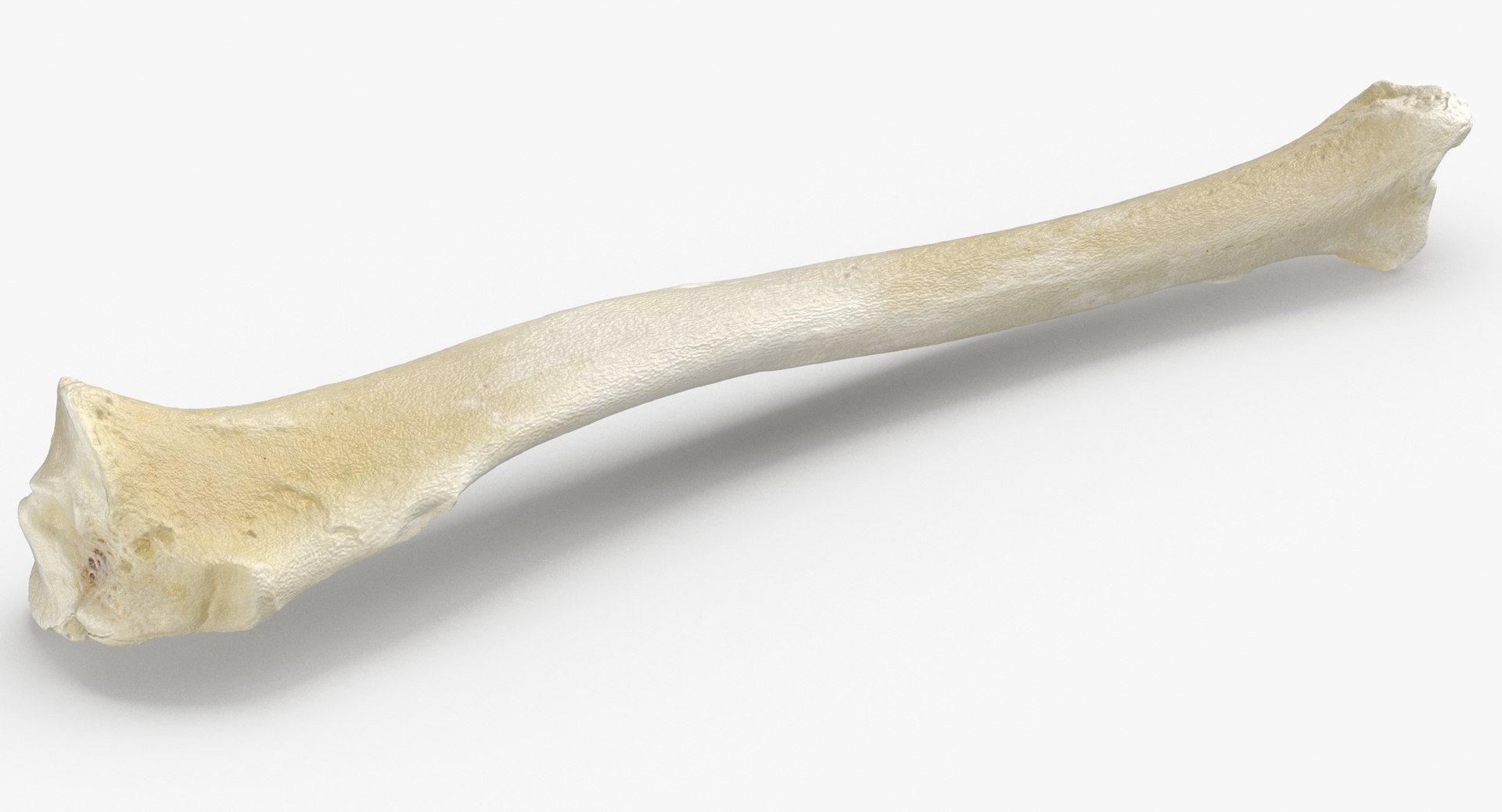 3D Model Domestic Dog Tibia Bone - TurboSquid 1577822
