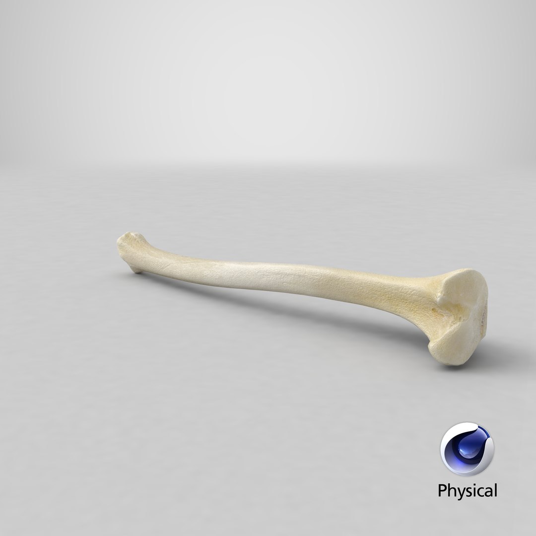 3D model domestic dog tibia bone - TurboSquid 1577822