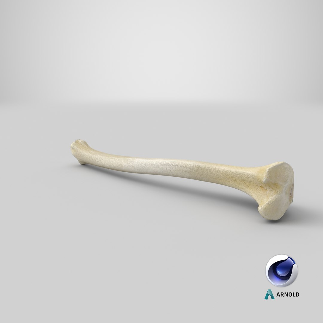 3D model domestic dog tibia bone - TurboSquid 1577822