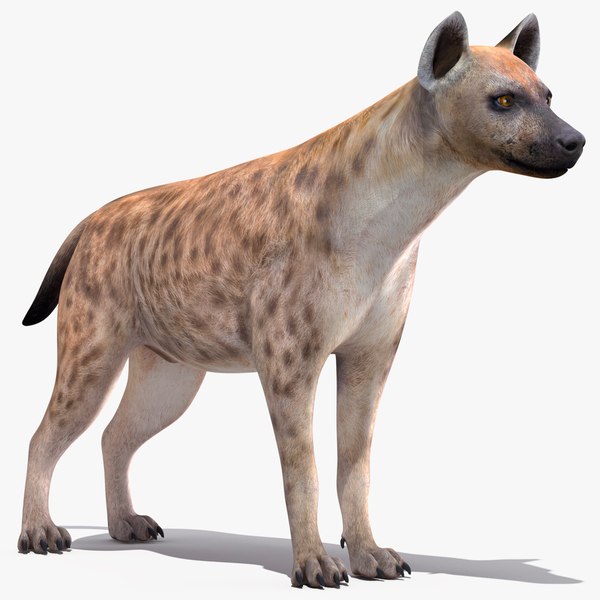 Hyena 3D Models for Download | TurboSquid